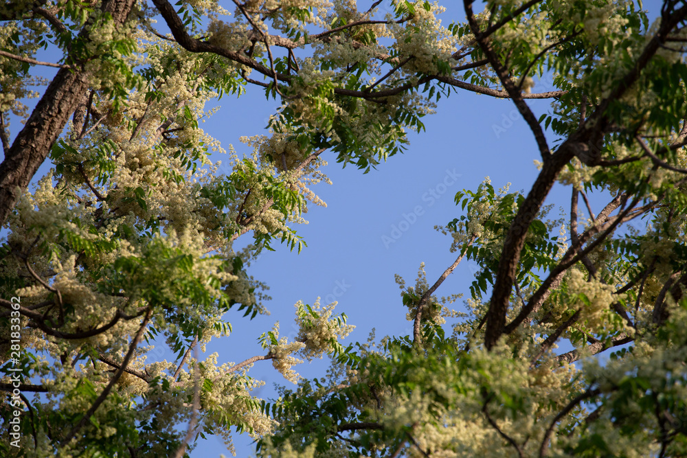 Branches of Neem in winter. Siamese neem tree, Azadirachta indica var ...