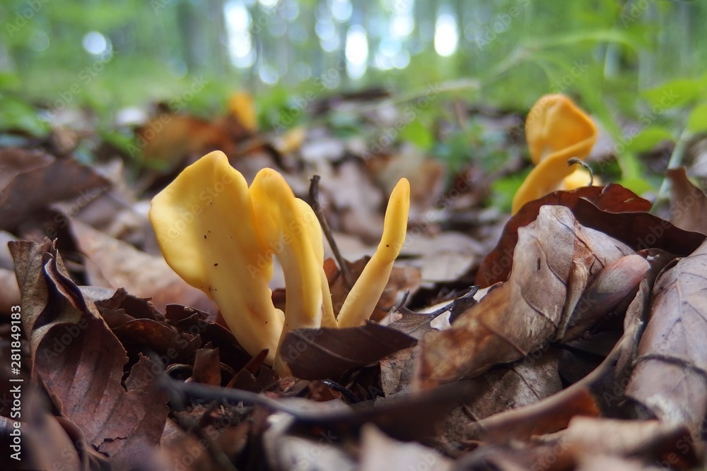 Spathularia flavida, commonly known as the yellow earth tongue, the ...