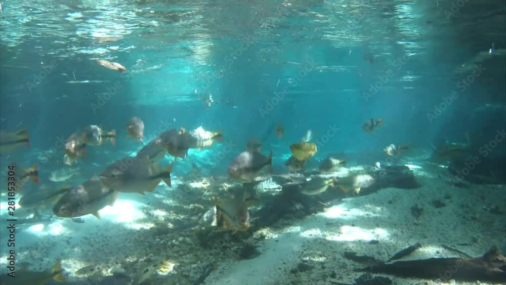 Underwater view of fishes in Rio Triste, Nobres, Mato Grosso, Brazil ...
