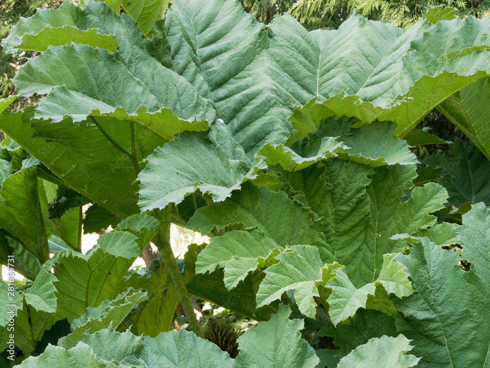 Mammutblatt oder Riesen-Rhabarber. Grossblättrige Staudenpflanze in ...