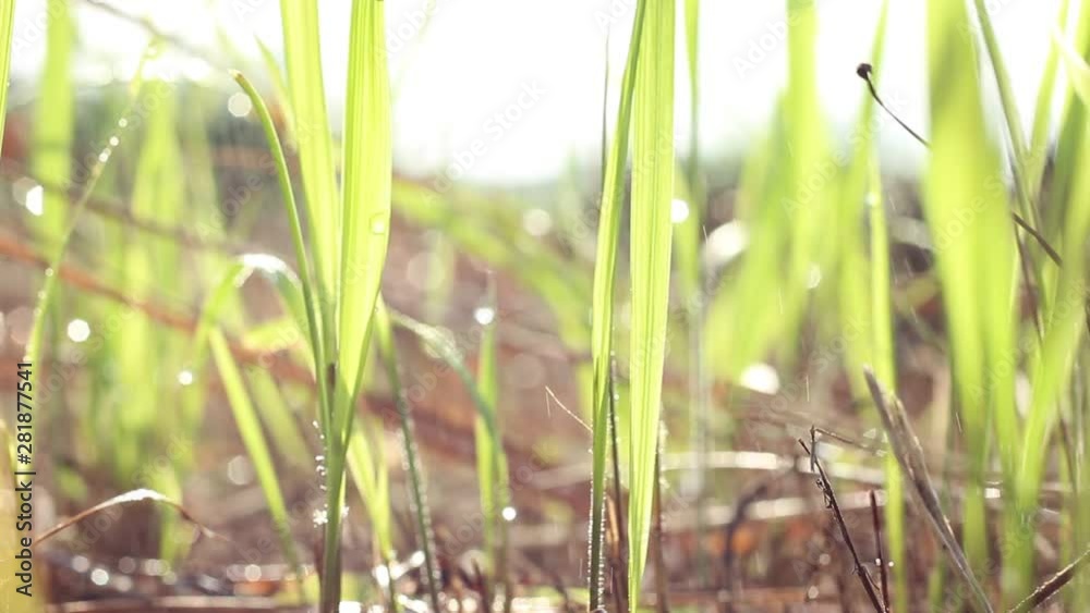 Stockvideo Green grass overlays with a bokeh background or blur effect ...