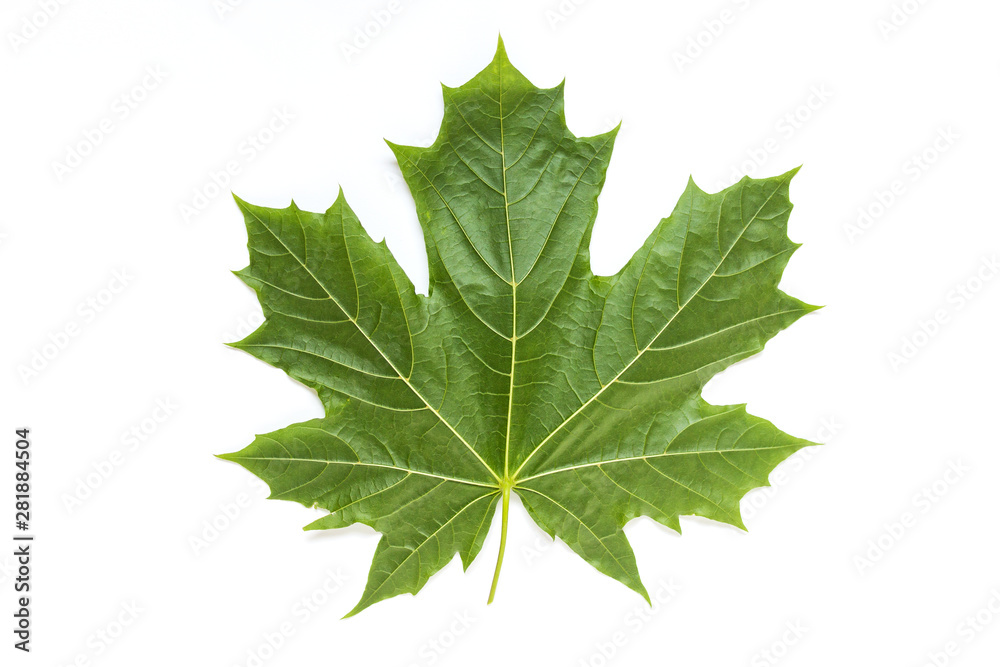 Back view of a single isolated green maple leaf with veins on white ...