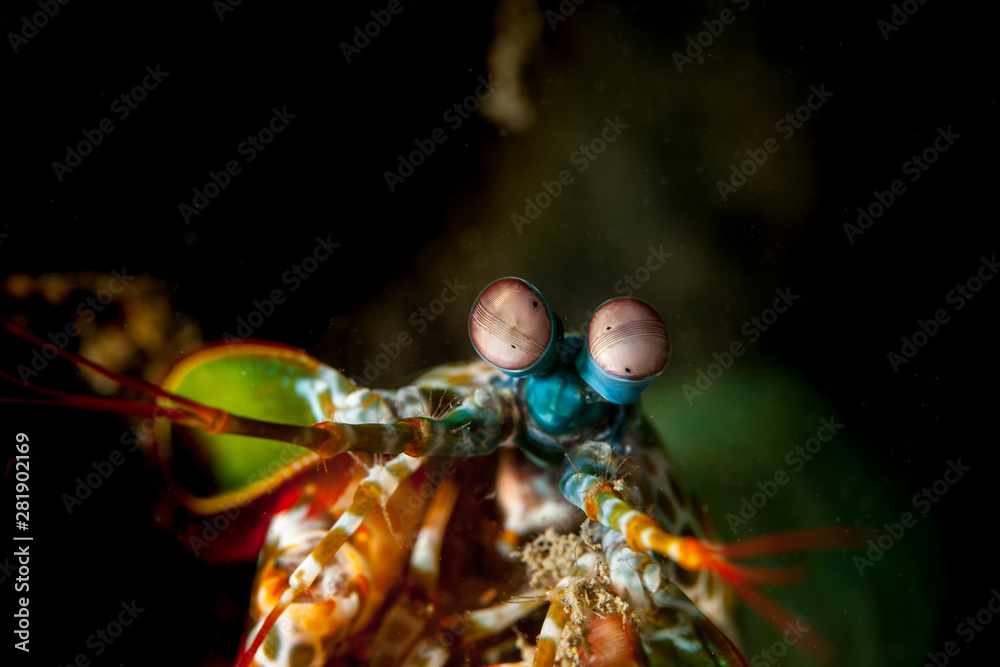Peacock mantis shrimp, harlequin mantis shrimp, painted mantis shrimp ...