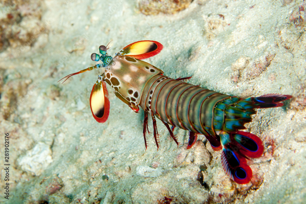 Peacock mantis shrimp, harlequin mantis shrimp, painted mantis shrimp ...
