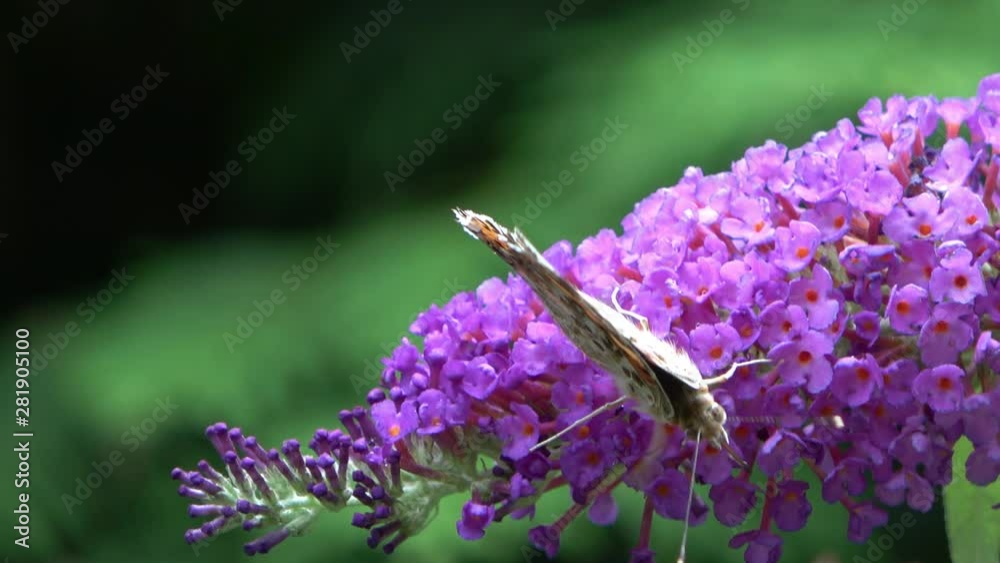 Monarch butterfly, Danaus plexippus, crawls over a flowering umbel of a ...