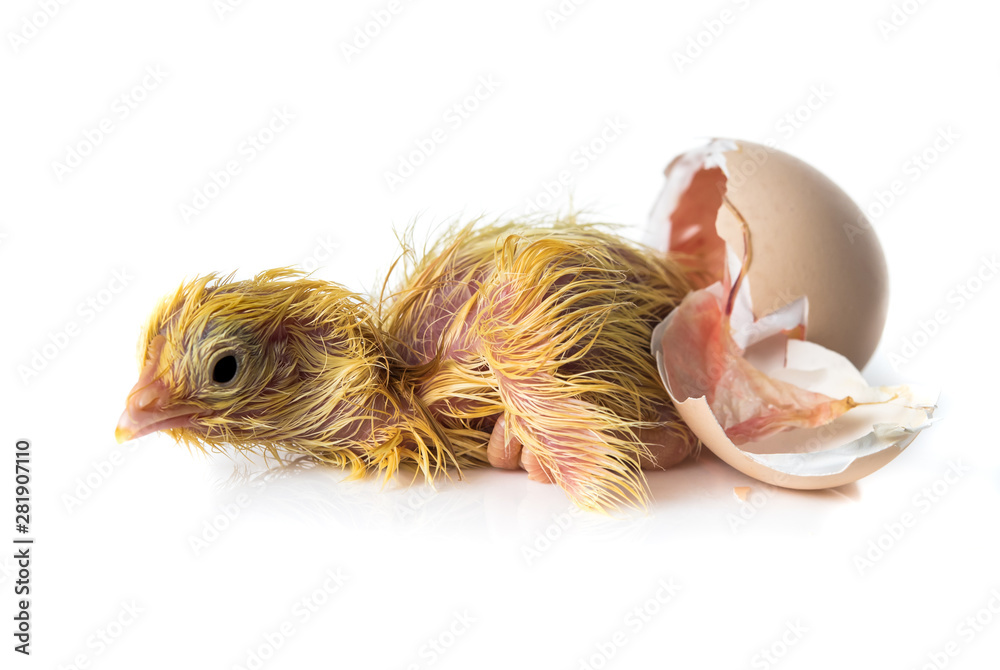 Poster Newborn Yellow chicken hatching from egg on white background ...