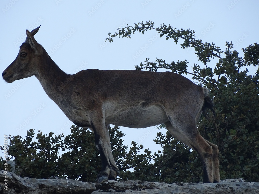 capra hispanica capra pirenayca cabra montesa en el torcal de antequera ...