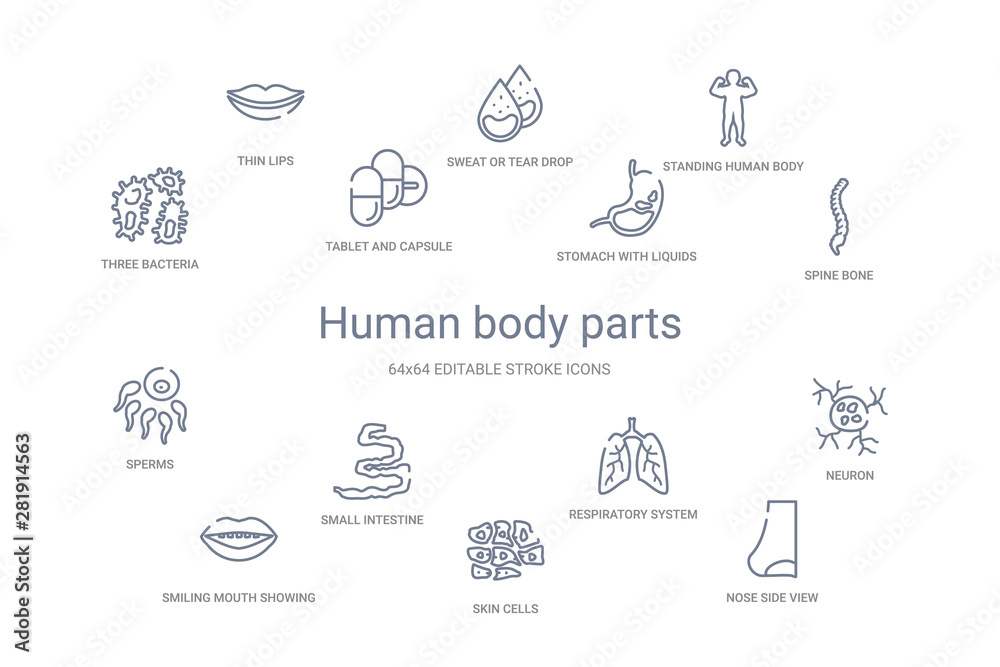 human body parts concept 14 outline icons Stock Vector | Adobe Stock