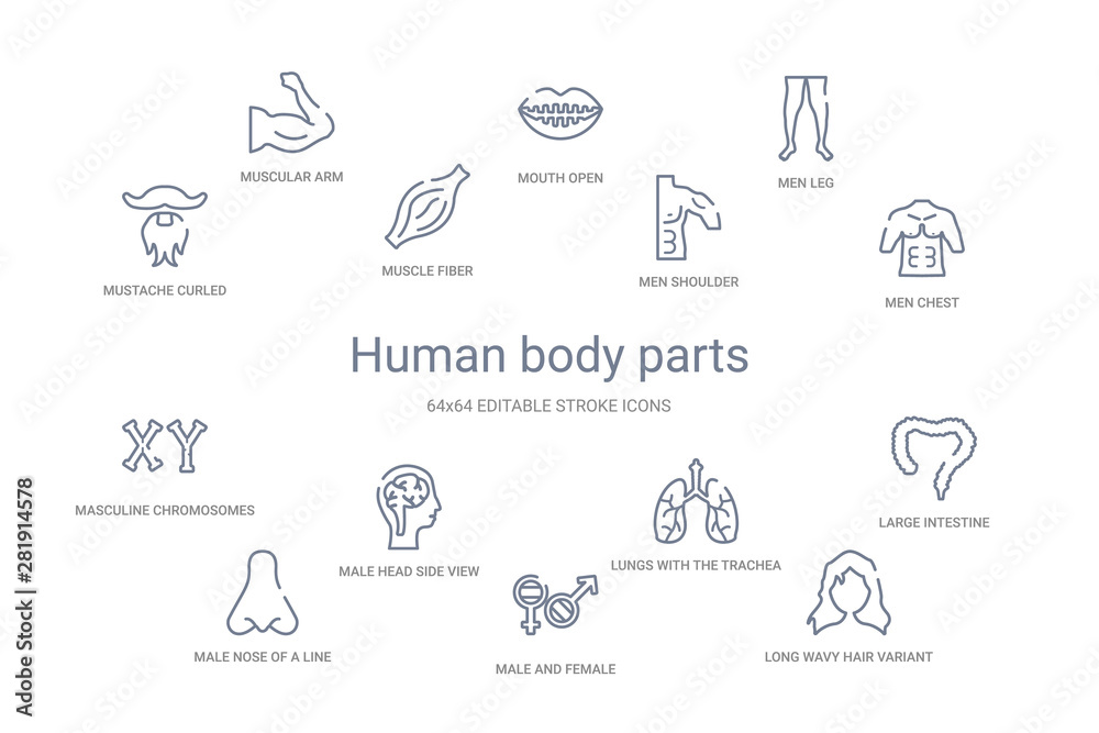 human body parts concept 14 outline icons Stock Vector | Adobe Stock