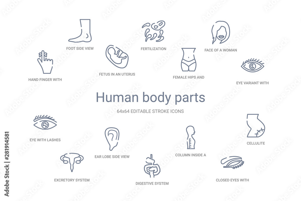 human body parts concept 14 outline icons Stock Vector | Adobe Stock
