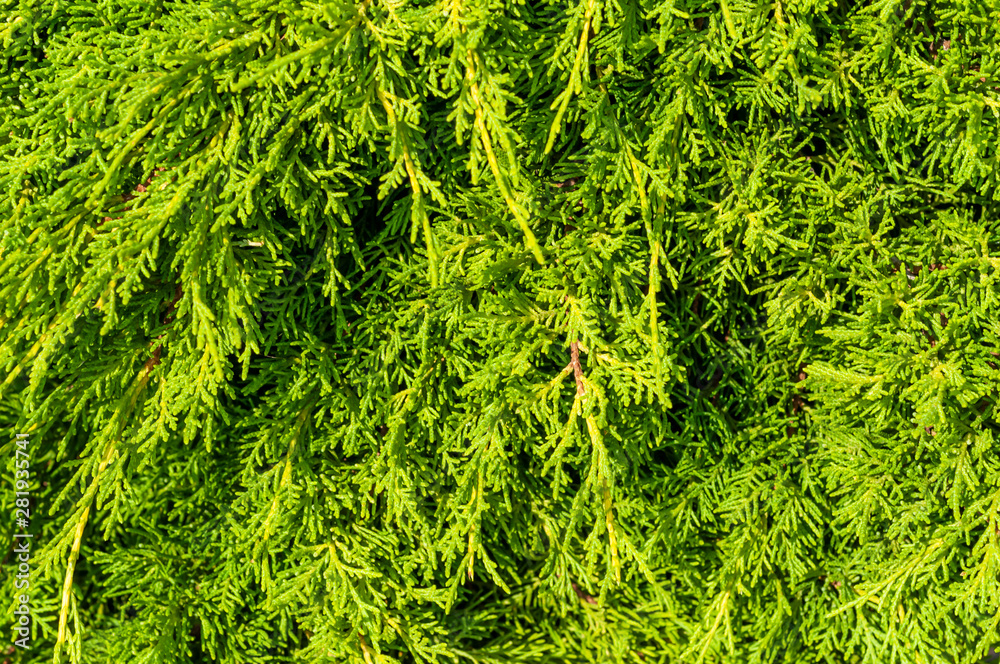 Thuja twig, Thuja occidentalis is an evergreen coniferous tree ...