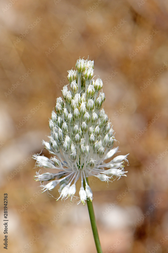 Wilder Lauch / Allium (Allium spec.) auf dem Peloponnes , Griechenland ...