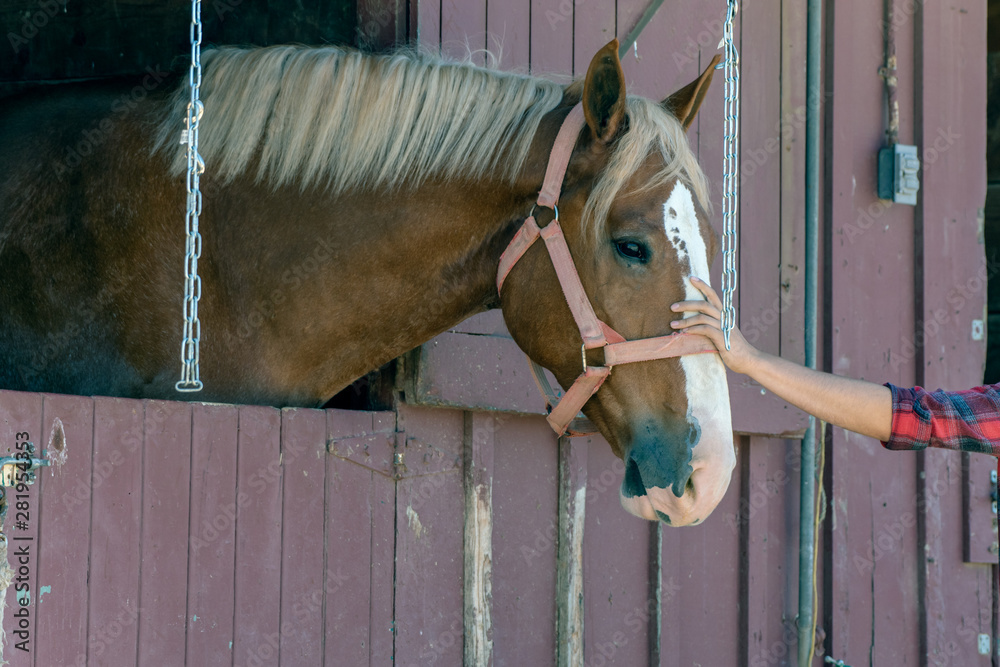 Head Chestnut horse is enjoying the human hand stroking his long and ...