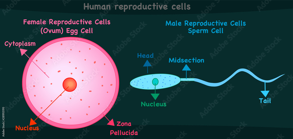 Human Reproductive Cells Female Cell Ovum Or Egg Male Cell Sperm Reproduction In Humans And