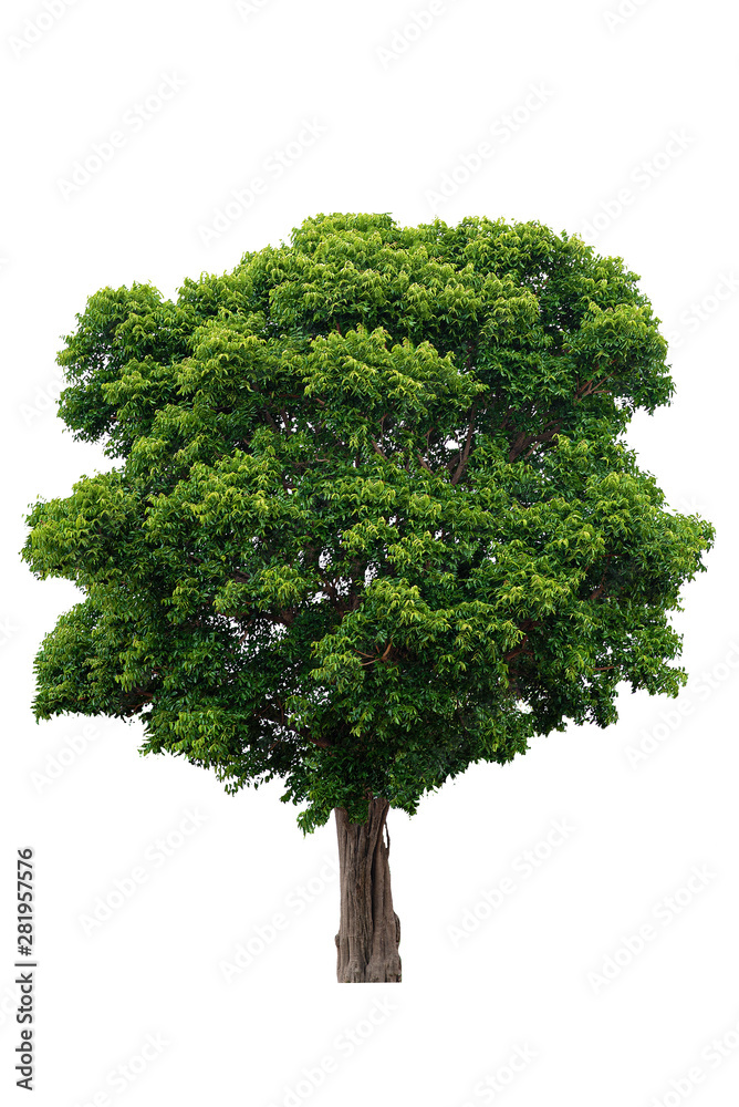 Isolated tree on white background Stock Photo | Adobe Stock