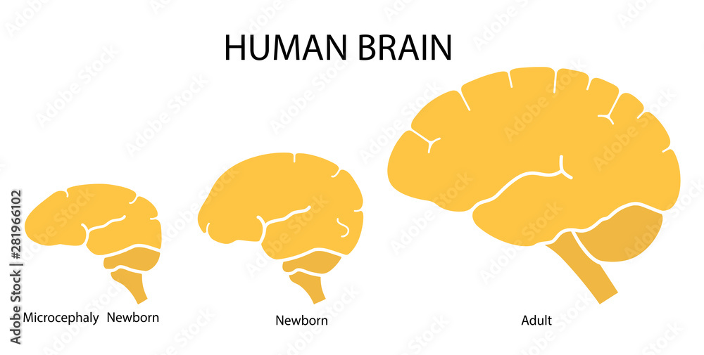 Silhouette image of human brain adult, newborn child with a normal ...