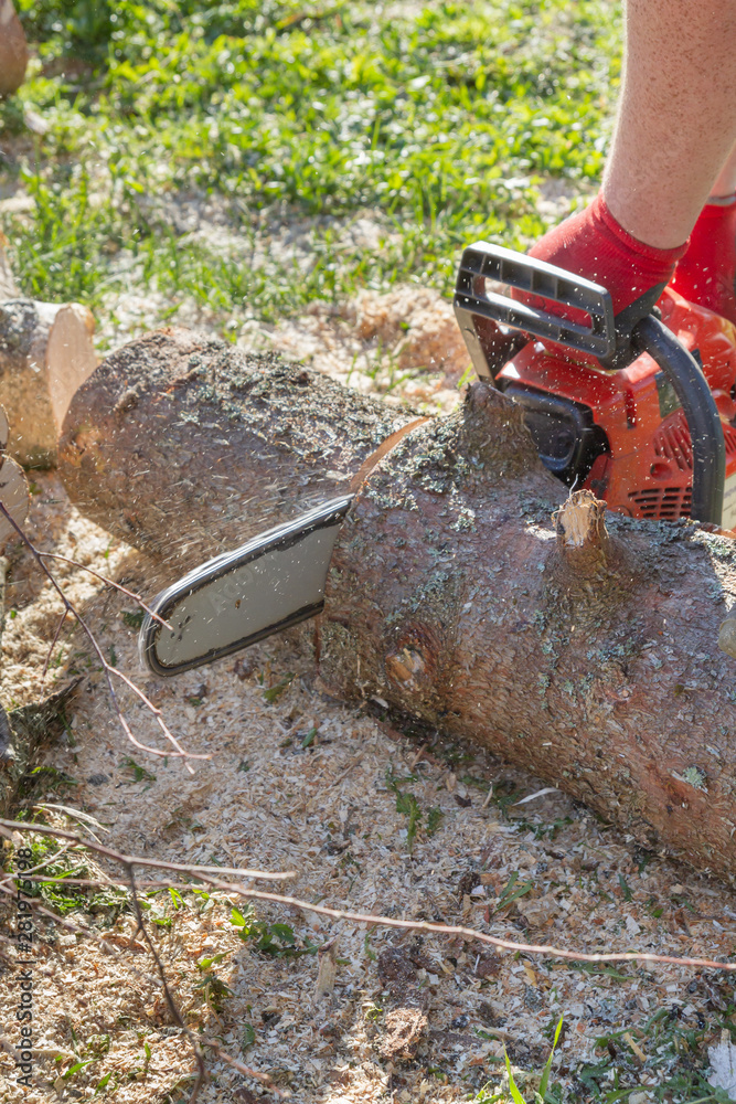 Cut the logs with a chainsaw to prepare firewood Stock Photo | Adobe Stock