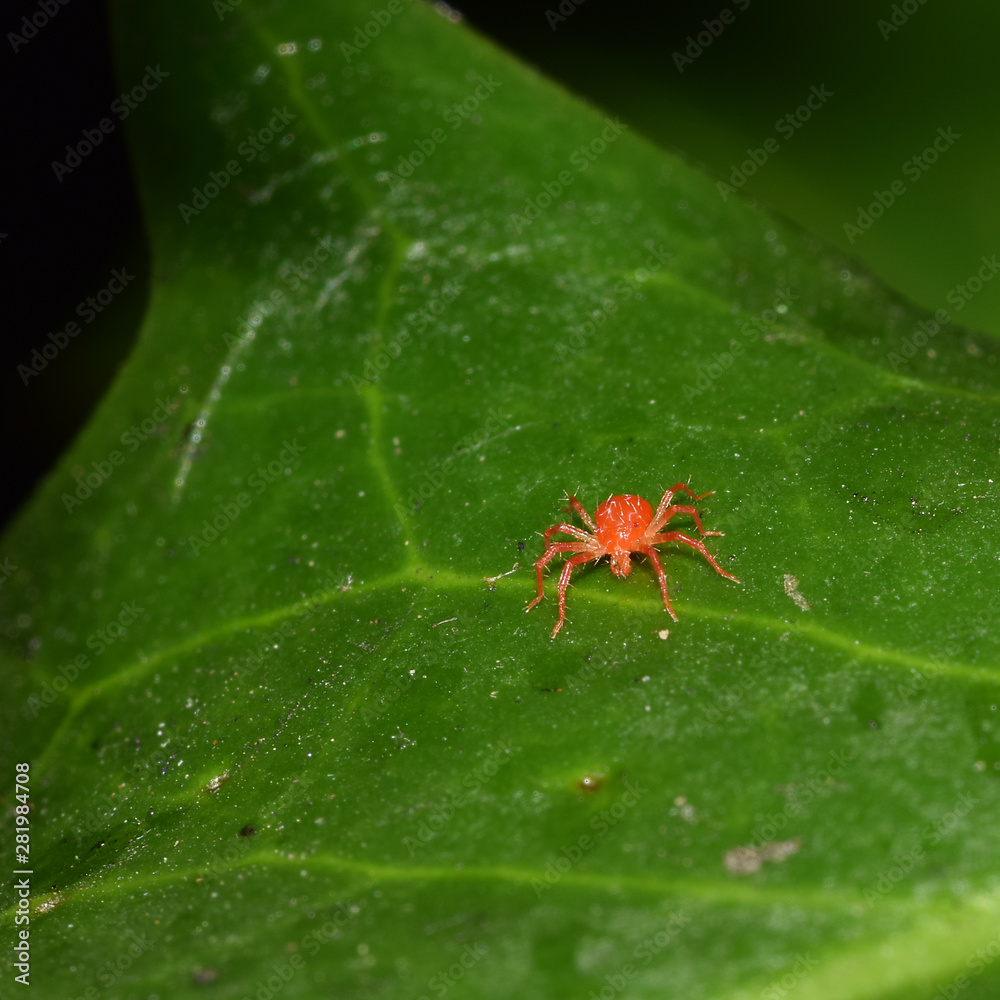 Rote Spinne, Spinne, Spinnmilbe, Obstbaumspinnmilbe, Panonychus ulmi ...