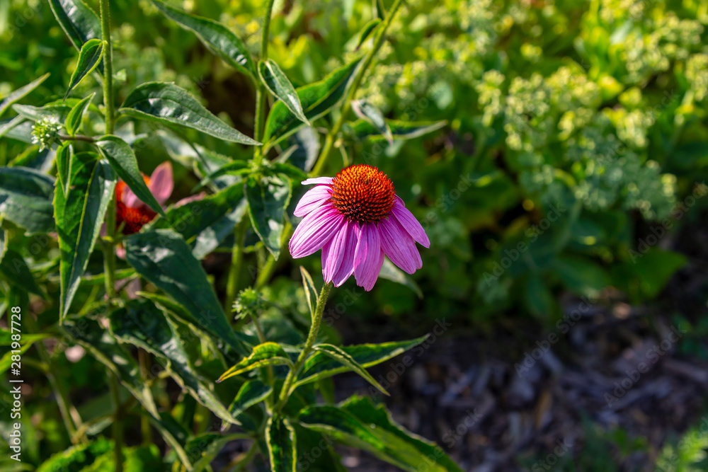 Purple Coneflower( Echinacea purpurea), native in Illinois and eastern ...