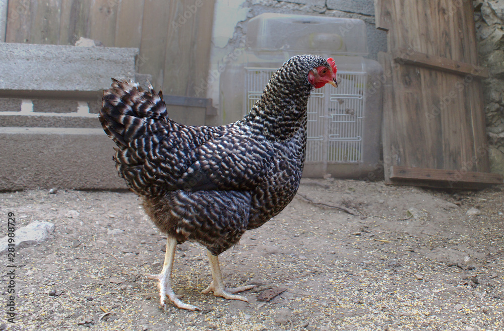 Breed of French chicken called "coucou de Rennes" breeded in brittany ...