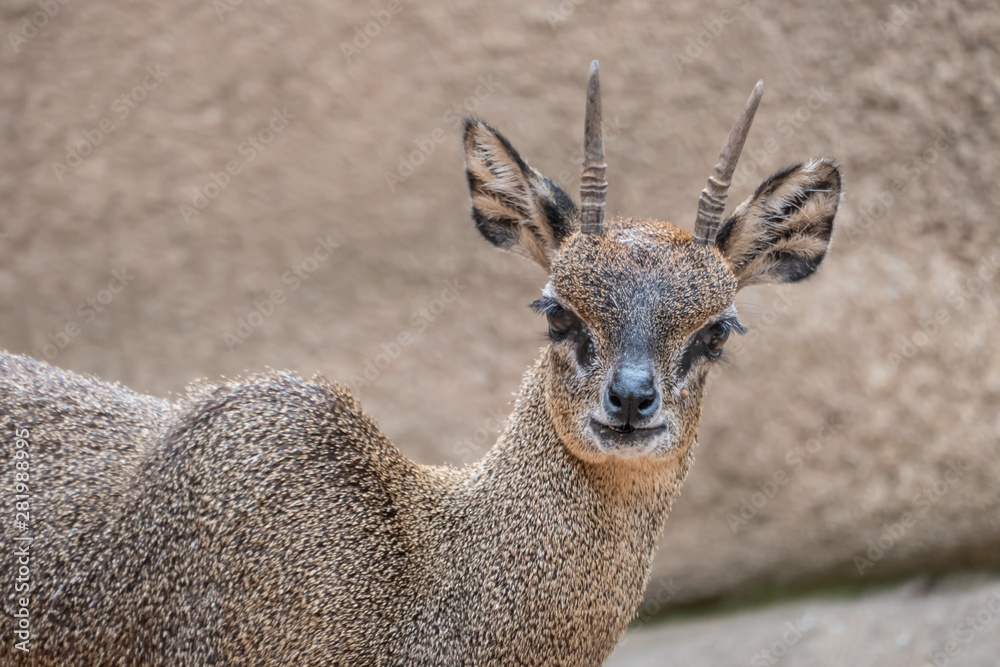 Baby Klipspringer