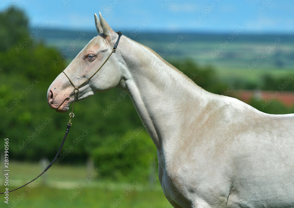Akhal Teke