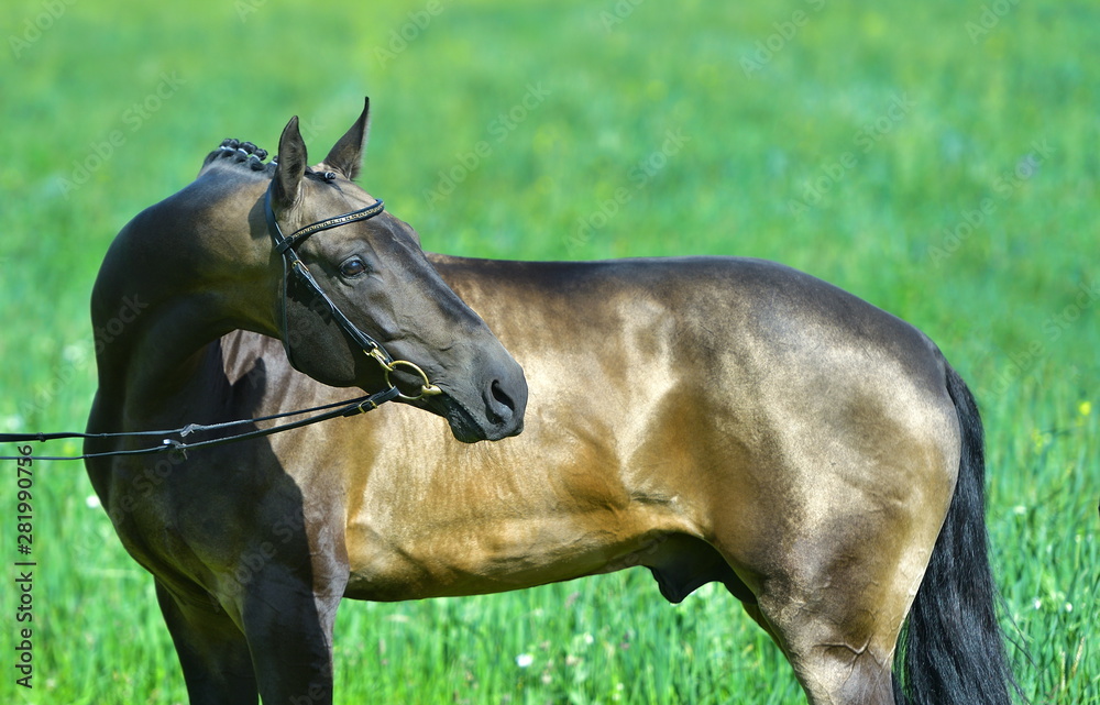 Poster Portrat of buckskin akhal teke stallion in a bridle standing ...