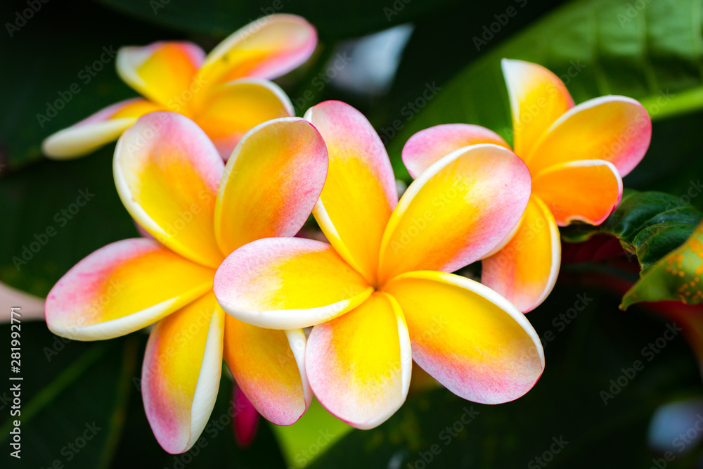 Most Beautiful Tropical Flowers