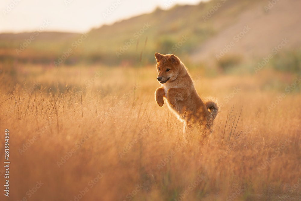 Cute and crazy Young Red Shiba Inu Puppy Dog running fast and jumping ...