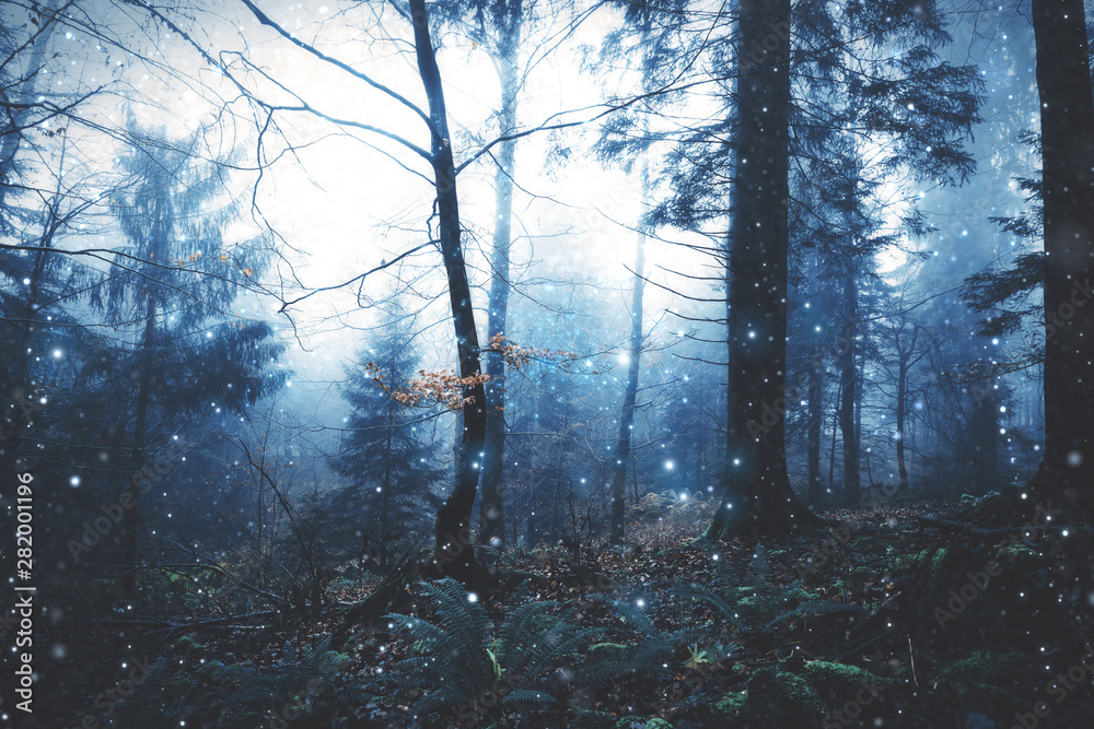 Dark Forest Landscape Photography