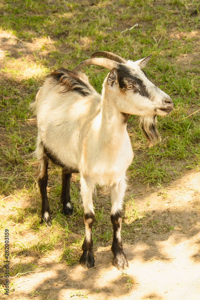 Goat, gray goat, pack leader, horned goat, nature reserve, animals ...