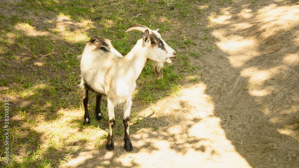 Goat, gray goat, pack leader, horned goat, nature reserve, animals ...
