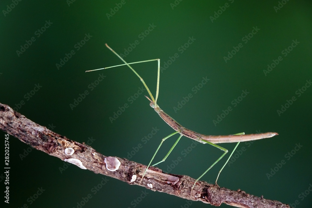 Stick insect or Phasmids (Phasmatodea or Phasmatoptera) also known as ...