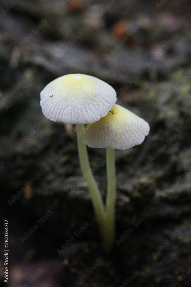 Bolbitius titubans, also known as Bolbitius vitellinus, commonly called ...