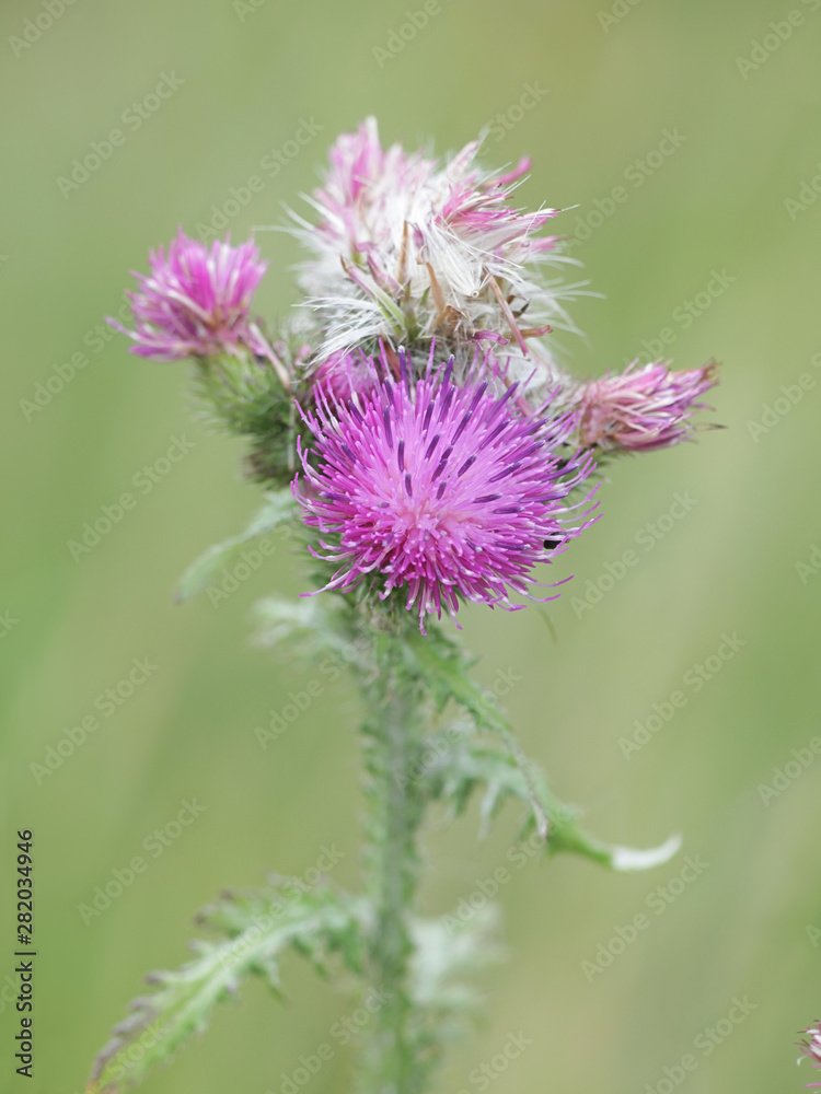 Carduus crispus, the curly plumeless thistle or welted thistle, wild ...