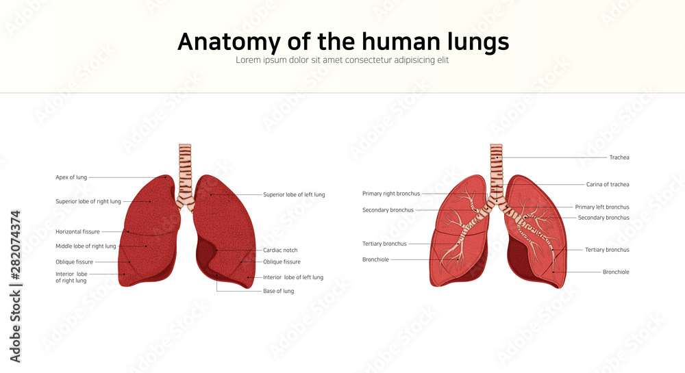 Anatomy of the human lungs Stock Vector | Adobe Stock
