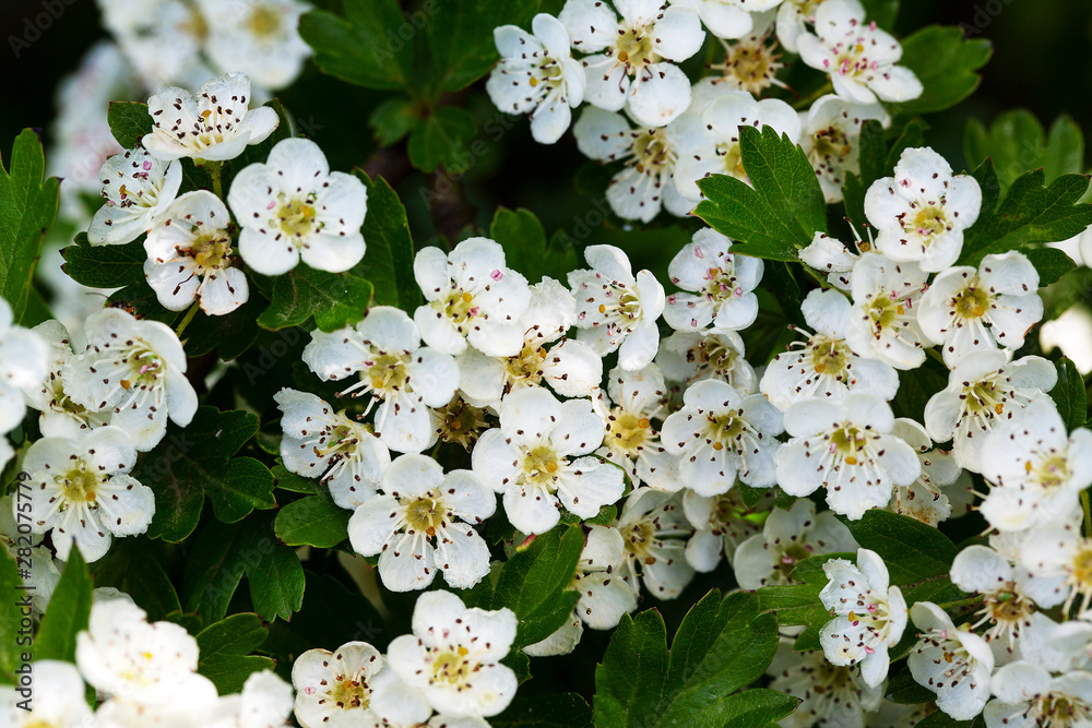 Crataegus Monogyna
