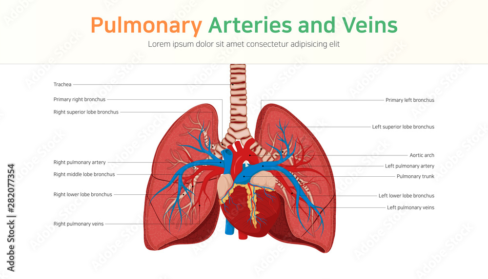 Pulmonary Arteries and Veins. Pulmonary circulation. vector de Stock ...