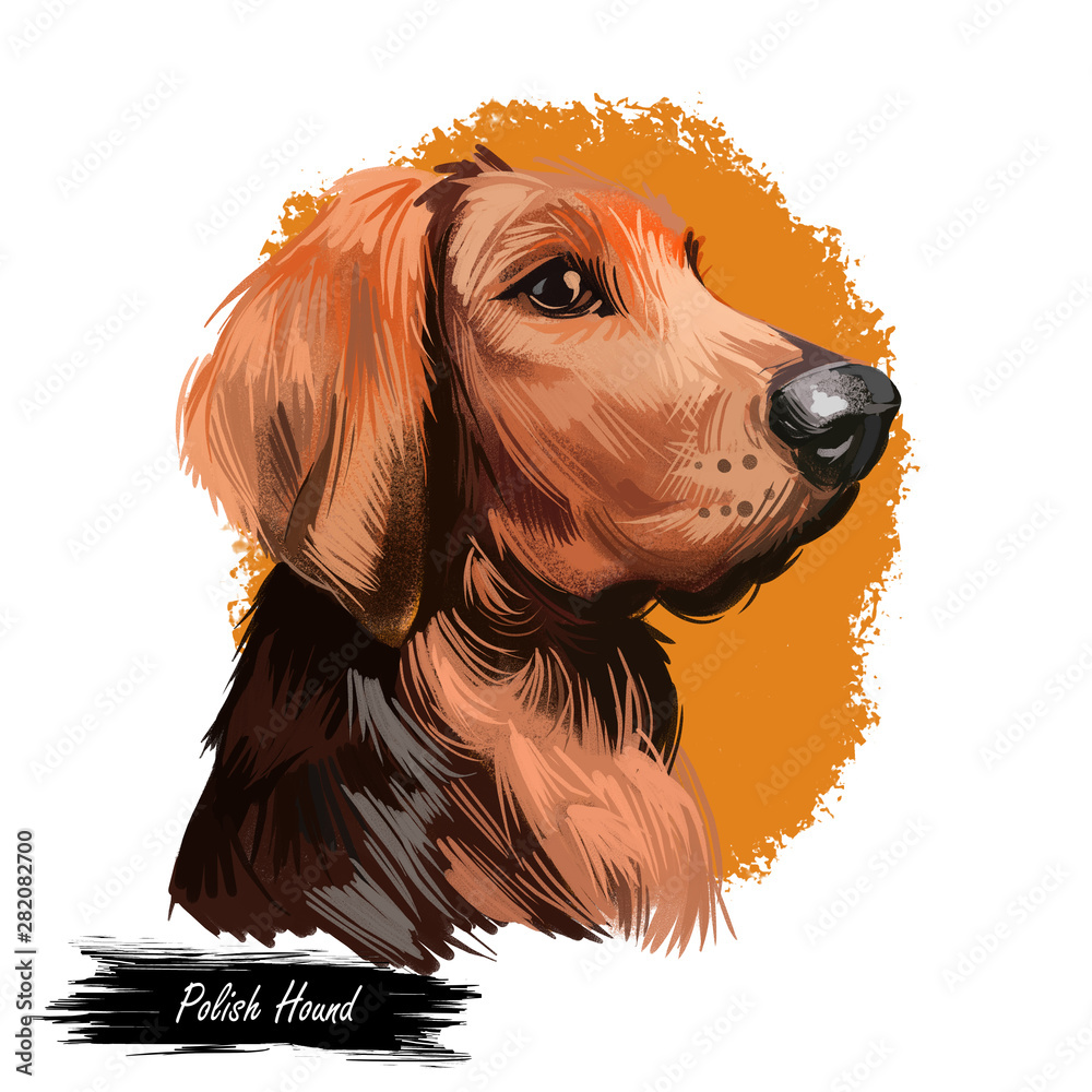 Polish Hound dog portrait isolated on white. Digital art illustration ...