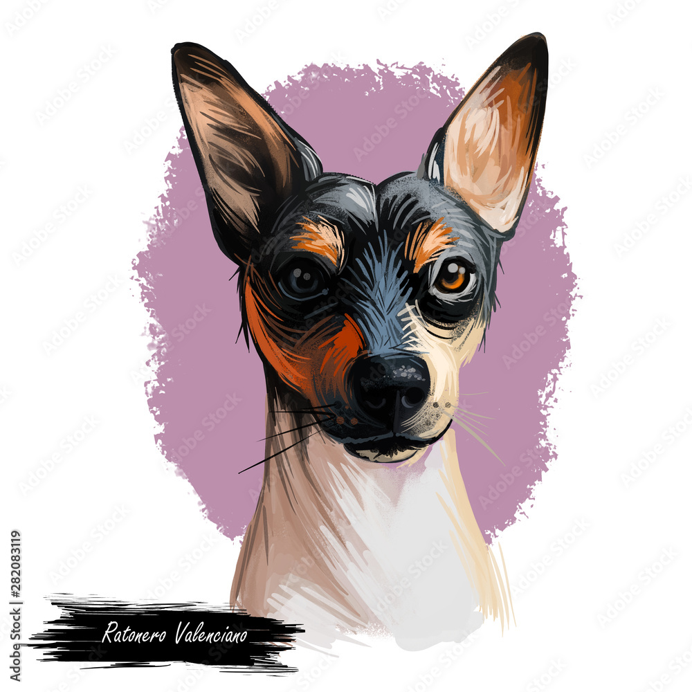 Ratonero Valenciano dog portrait isolated on white. Digital art ...