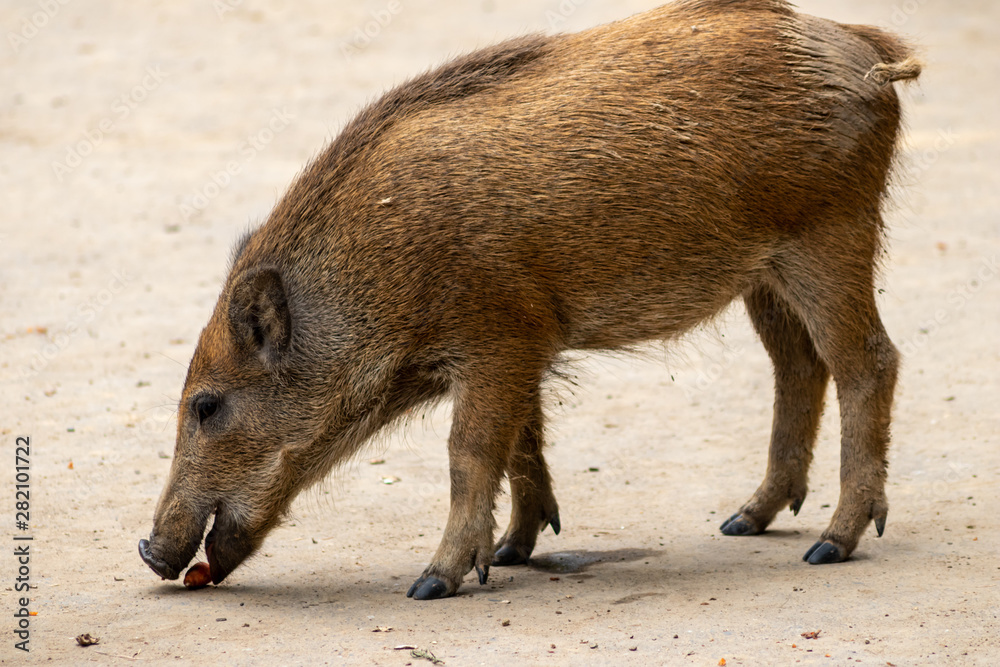Frischling oder junges Wildschwein frisst in seinem Wildgehege Möhren ...