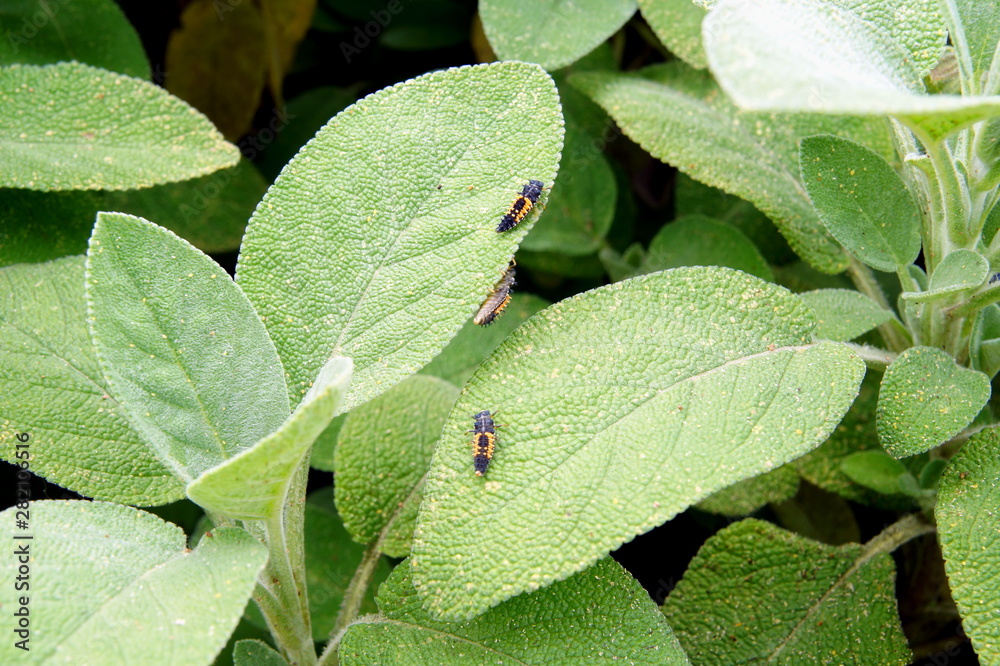 Ladybug Baby Stages. Pupa and Larvae Stages of a Ladybug on Sage leaves ...
