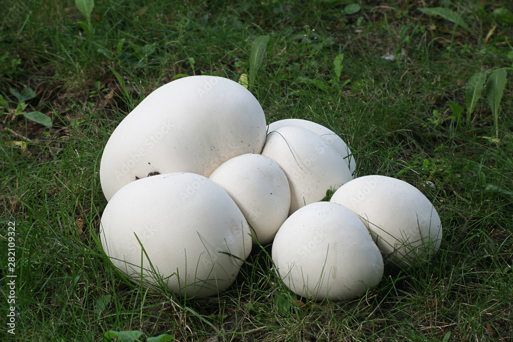 Calvatia gigantea, commonly known as the giant puffball, growing wild ...