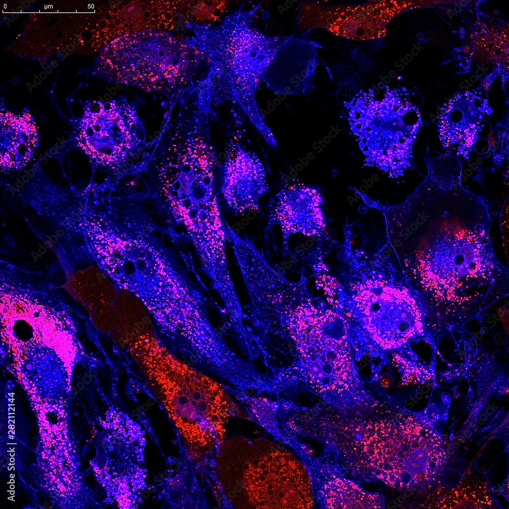 Mitochondria staining in fibroblasts Stock Illustration | Adobe Stock