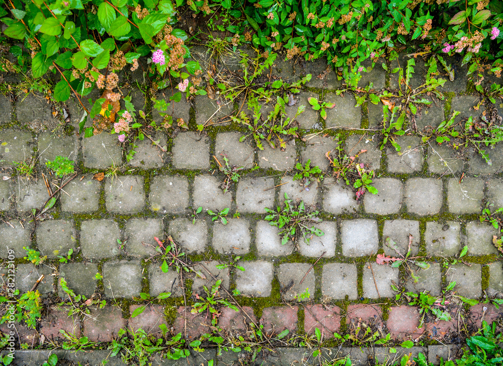 Concrete pavement on public pave way. Small square tiles. Urban pave ...