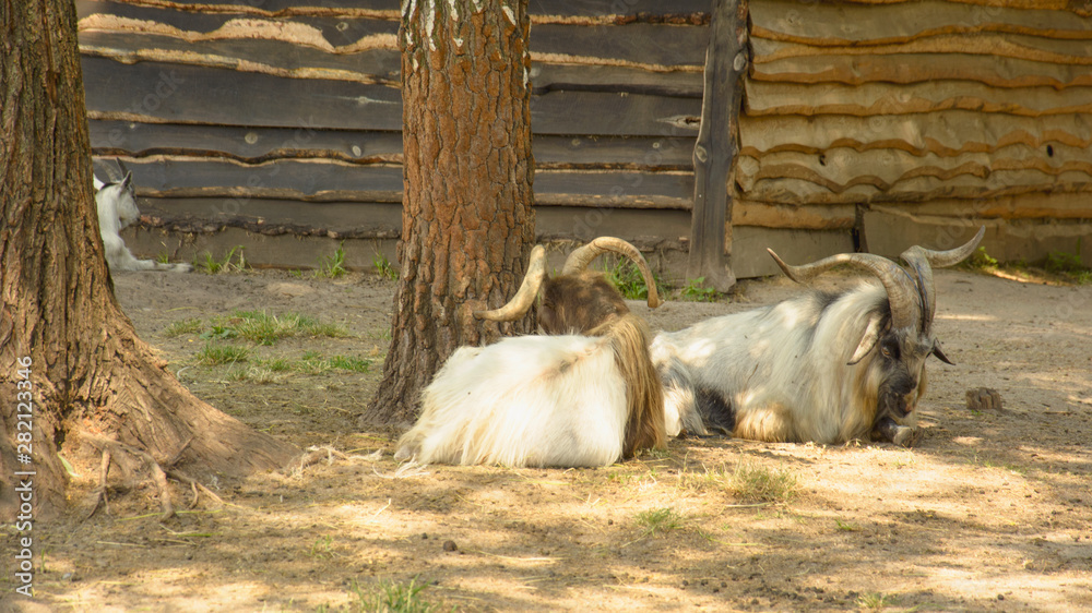 Goat, gray goat, pack leader, horned goat, nature reserve, animals ...