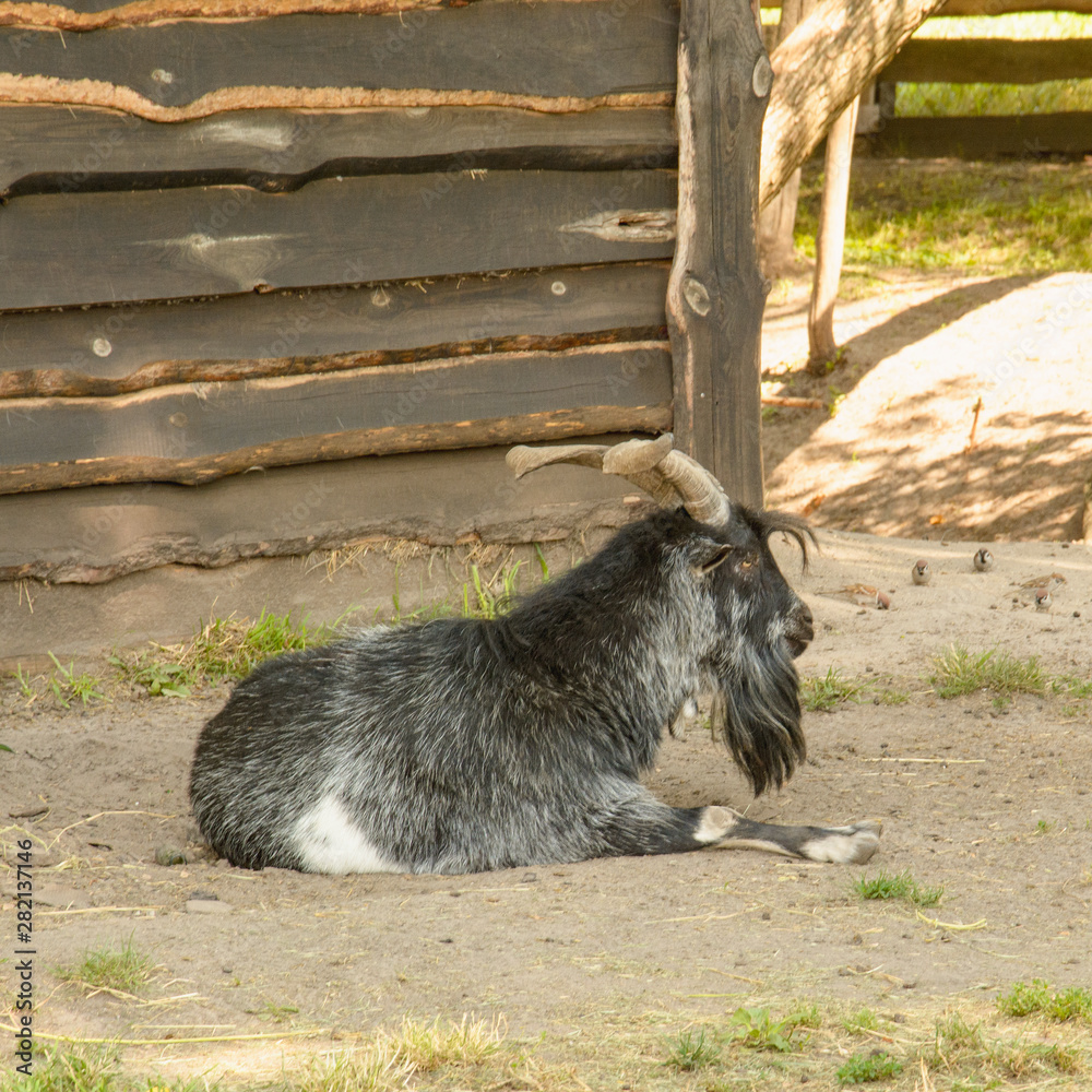 Goat, gray goat, pack leader, horned goat, nature reserve, animals ...