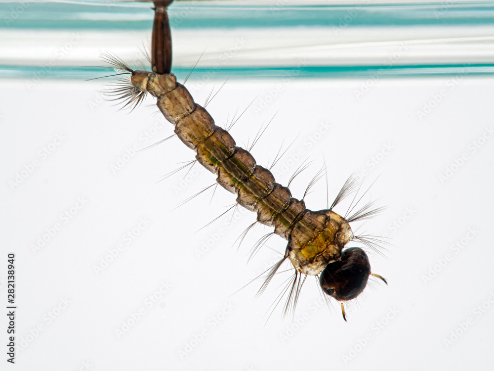 Mosquito larva resting under the surface of the water, breathing ...