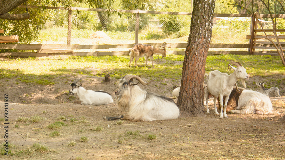 Goat, gray goat, pack leader, horned goat, nature reserve, animals ...