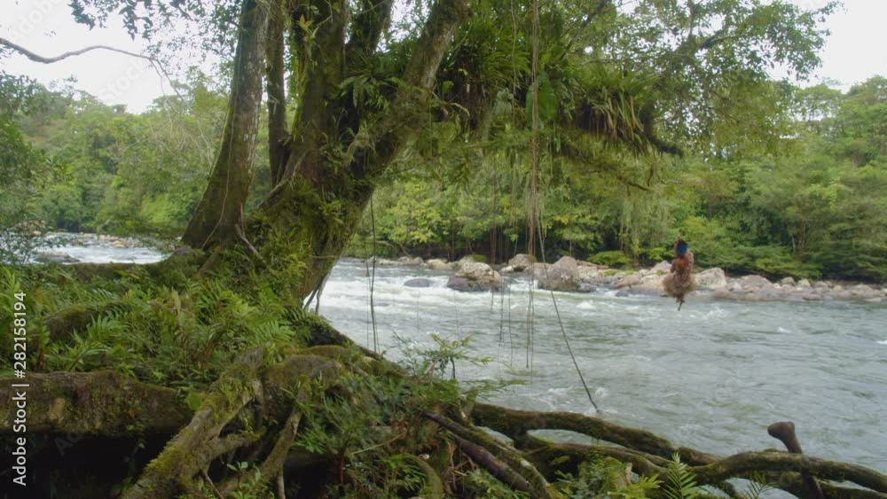 Indigenous Man Swinging On A Rope Over A River In The Amazon Rainforest ...